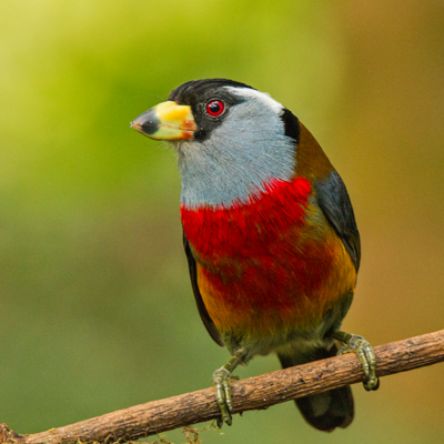 Home | Neotropical Nature and Birding Trips