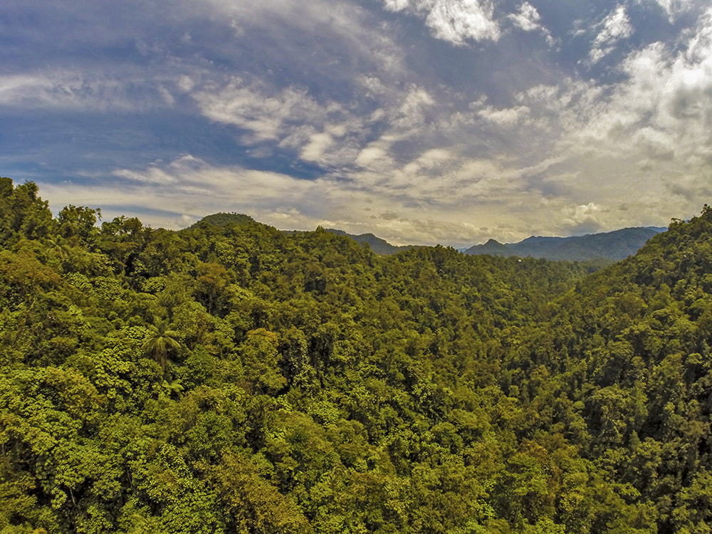 Mindo Cloud forest | Neotropical Nature and Birding Trips