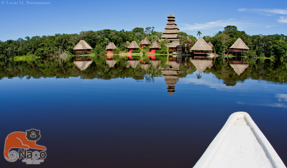 Amazon Rainforest / Yasuni National Park NWC | Neotropical Nature and ...
