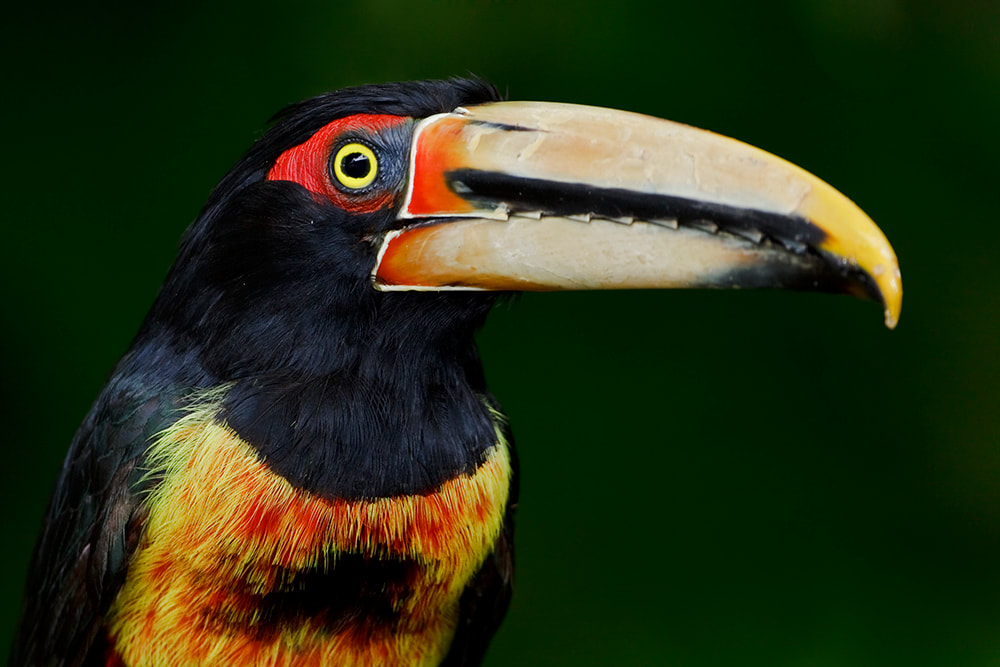 Mindo Cloud forest | Neotropical Nature and Birding Trips