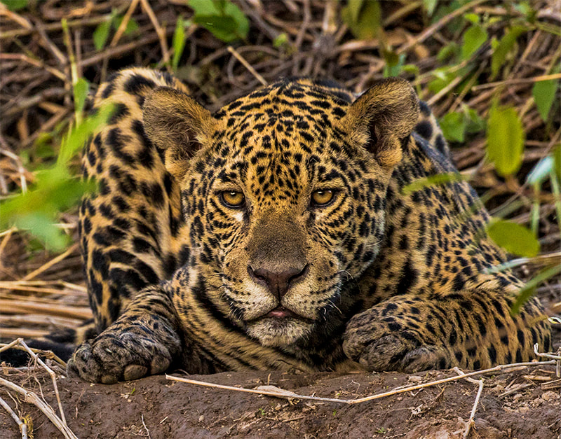 ATLANTIC FOREST TOUR | Neotropical Nature and Birding Trips