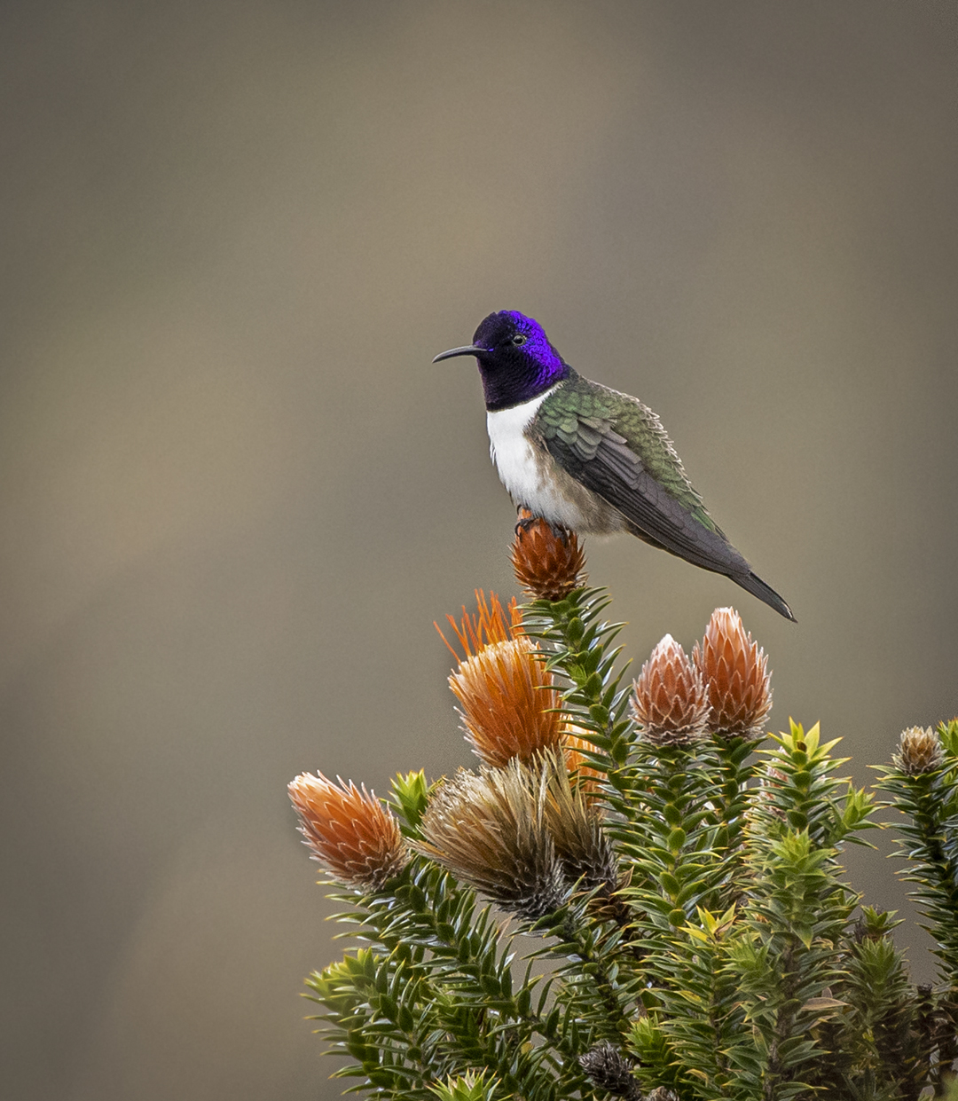 Chakana reserve Andean condor - Spectacled bear tour