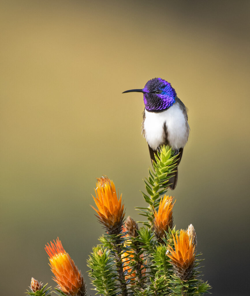 Chakana reserve Andean condor - Spectacled bear tour