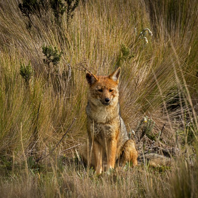 Birds & Mammals of the Andes | Neotropical Nature and Birding Trips