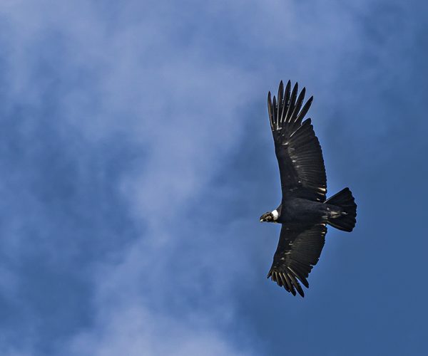 Antisana condor tour | Neotropical Nature and Birding Trips