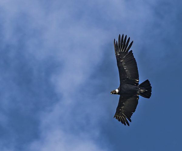 Antisana condor tour | Neotropical Nature and Birding Trips