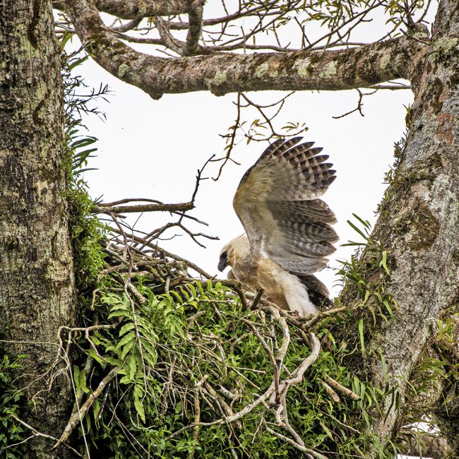 Harpy Eagle & Limoncocha Biological Reserve | Neotropical Nature and ...