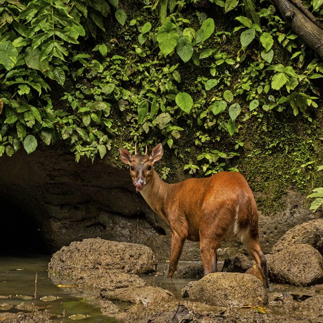 Harpy Eagle & Limoncocha Biological Reserve | Neotropical Nature and ...