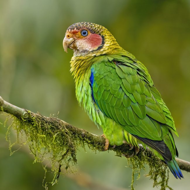 Neotropical Nature and Birding Trips | Photo tours Ecuador's nature ...