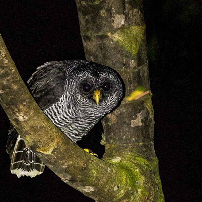 Amazon Rainforest & Eastern Slopes/ Nature, birding & Photography tour ...