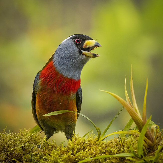 Birds & Mammals of the Andes | Neotropical Nature and Birding Trips
