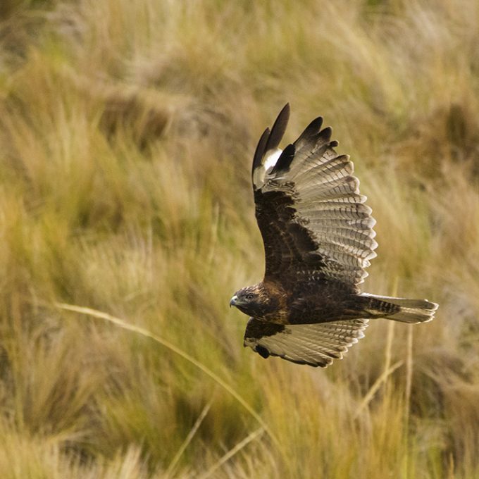 Chakana reserve Andean condor - Spectacled bear tour