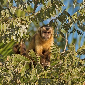 Home | Neotropical Nature and Birding Trips