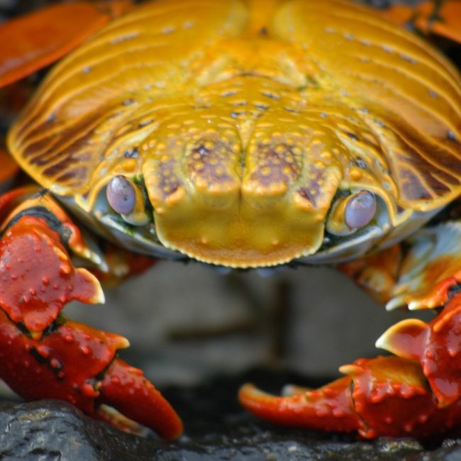 galapagos islands | Neotropical Nature and Birding Trips