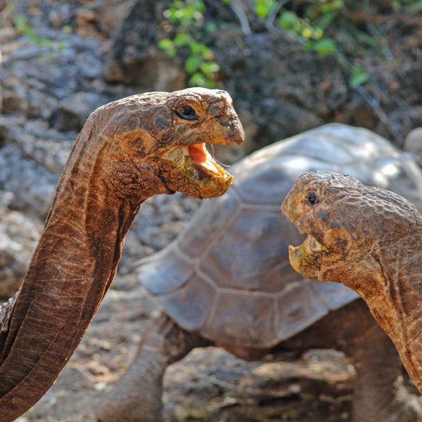 Home | Neotropical Nature and Birding Trips