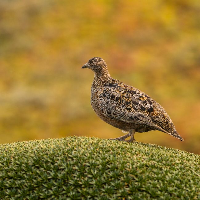 Birds & Mammals of the Andes | Neotropical Nature and Birding Trips