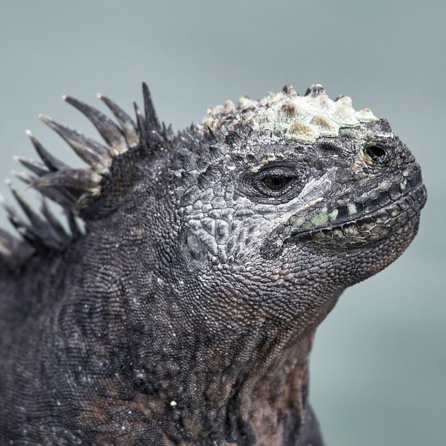 galapagos islands | Neotropical Nature and Birding Trips